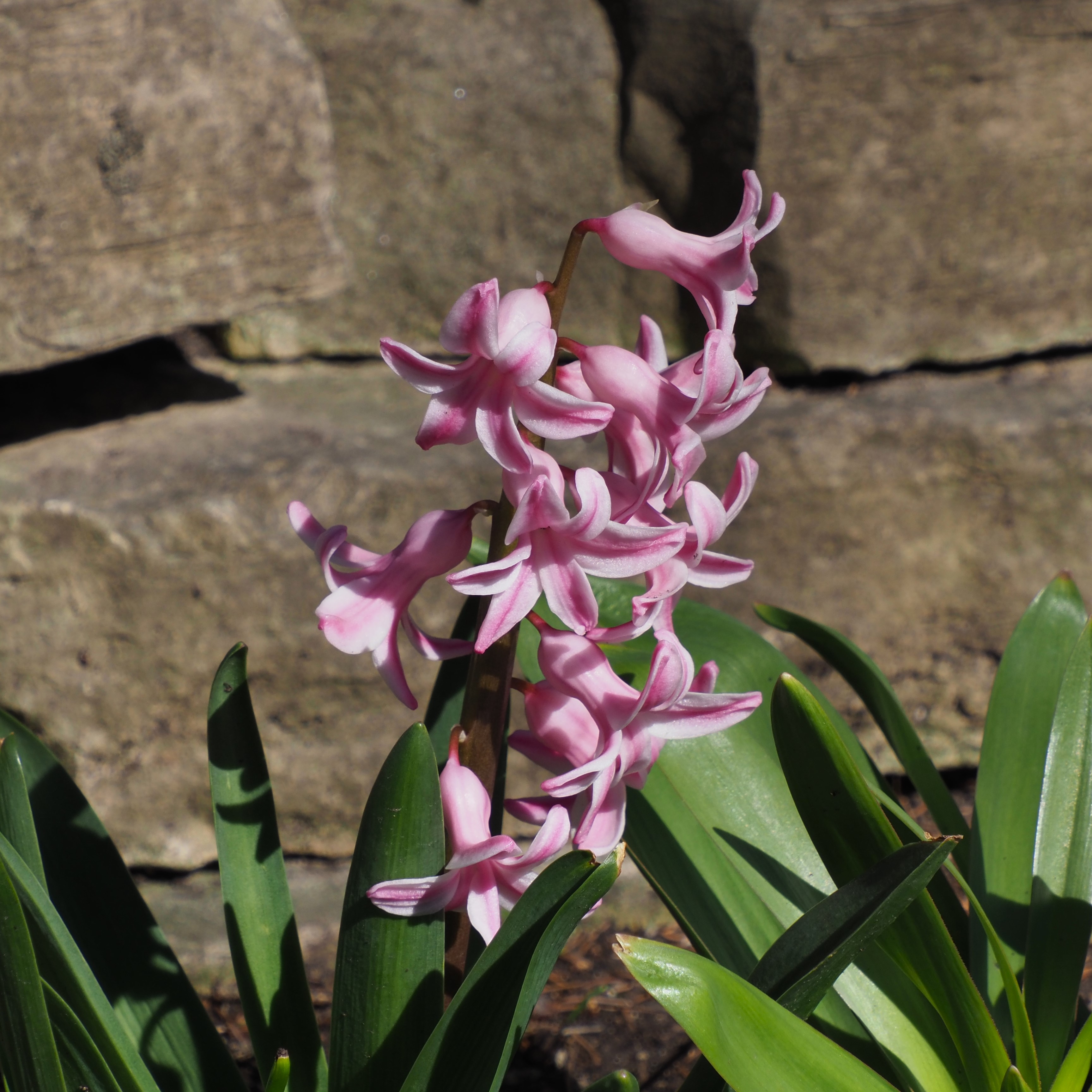 Early Spring, 2024 | Book Girl & Little Bear