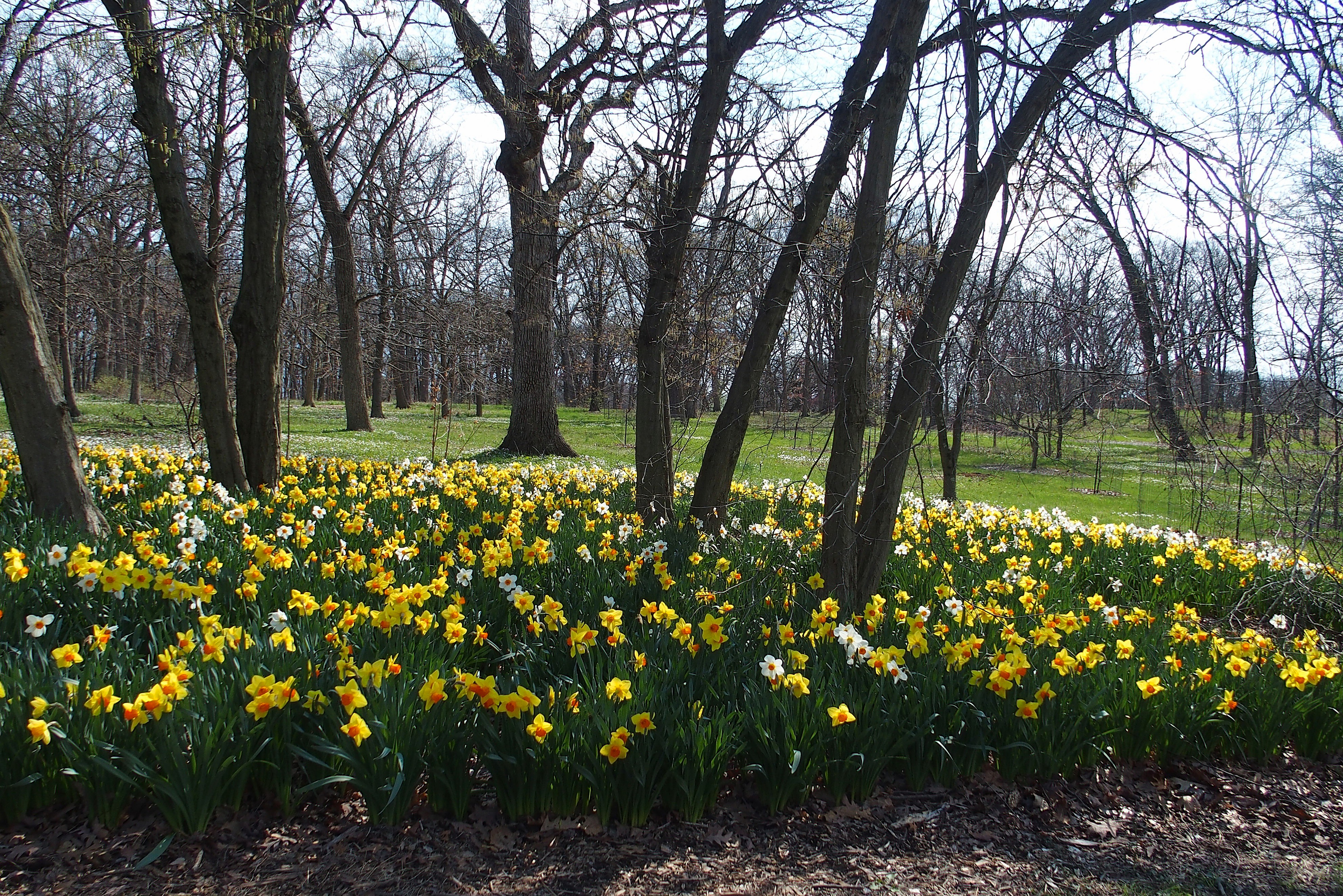 Spring! | Book Girl & Little Bear